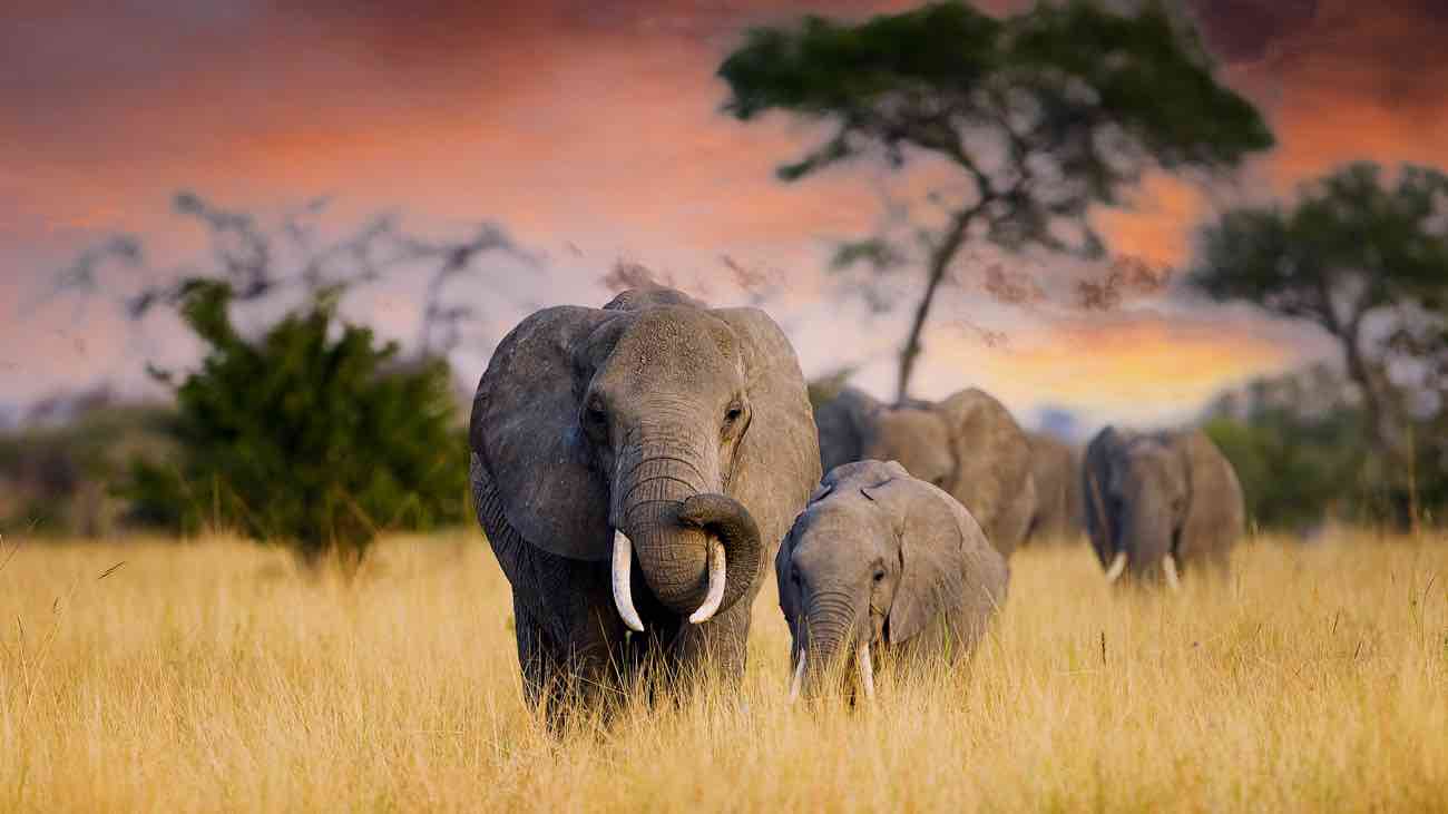 Viaggio di gruppo Safari in Tanzania per la Grande Migrazione | KeTrip!